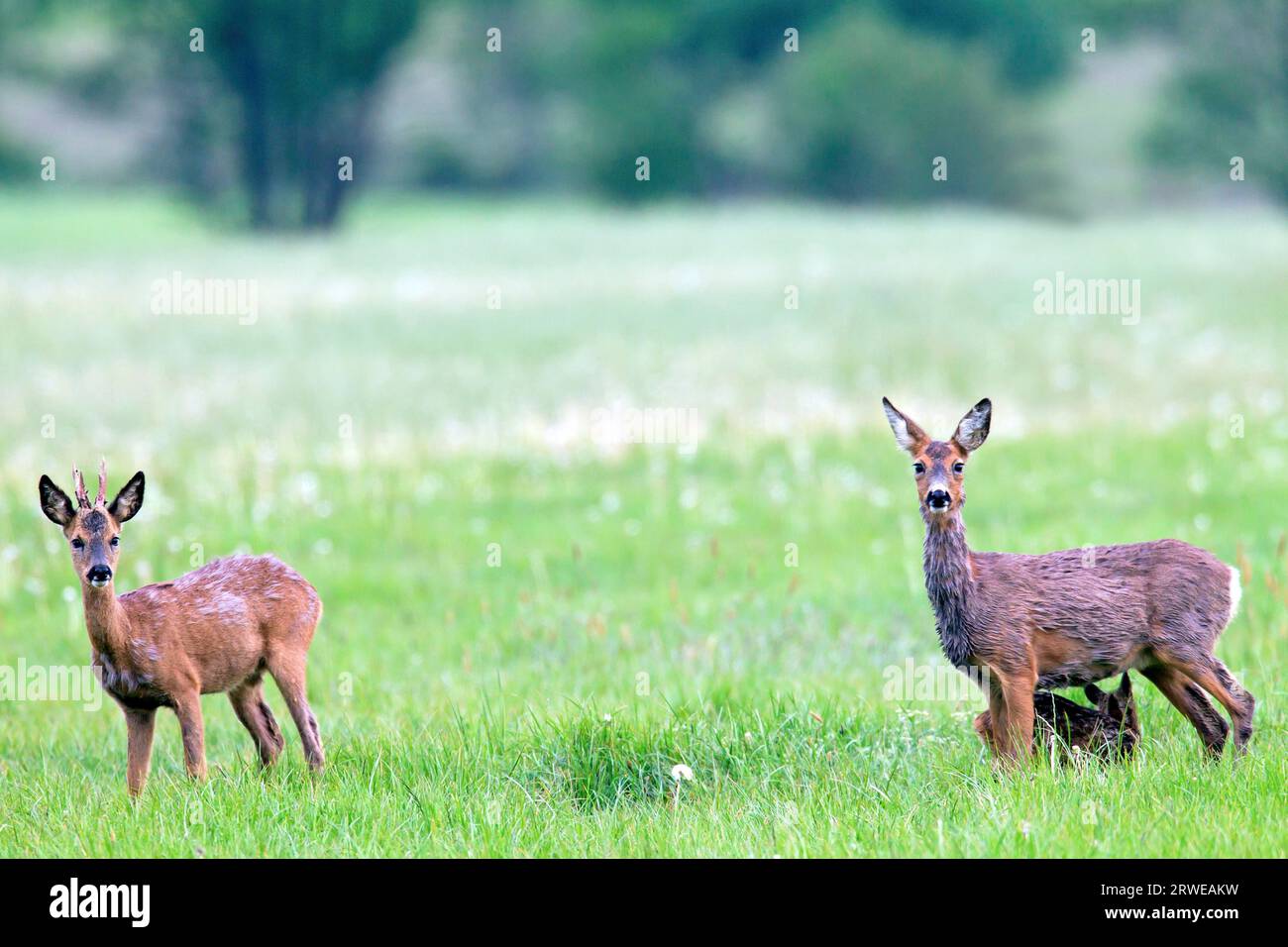 European roe deer (Capreolus capreolus) yearling and doe during change ...