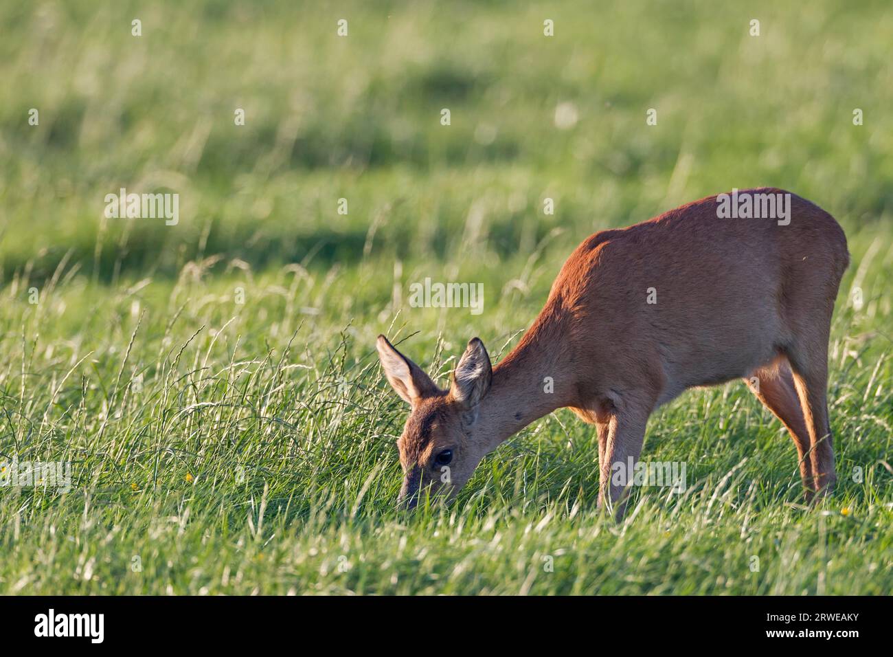 European roe deer (Capreolus capreolus) typically reaches a shoulder ...