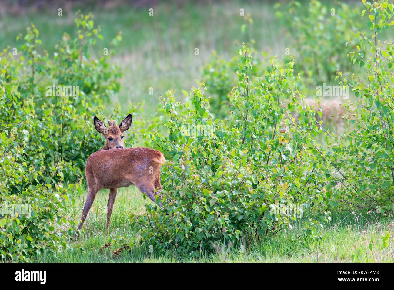 European roe deer (Capreolus capreolus), in montane regions they ...