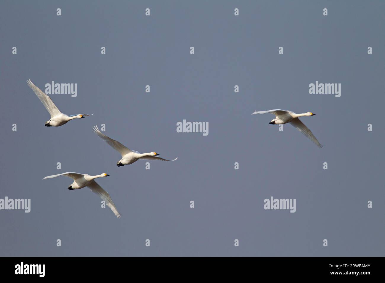 Tundra swans (Cygnus bewickii) feed on a wide range of vegetation ...