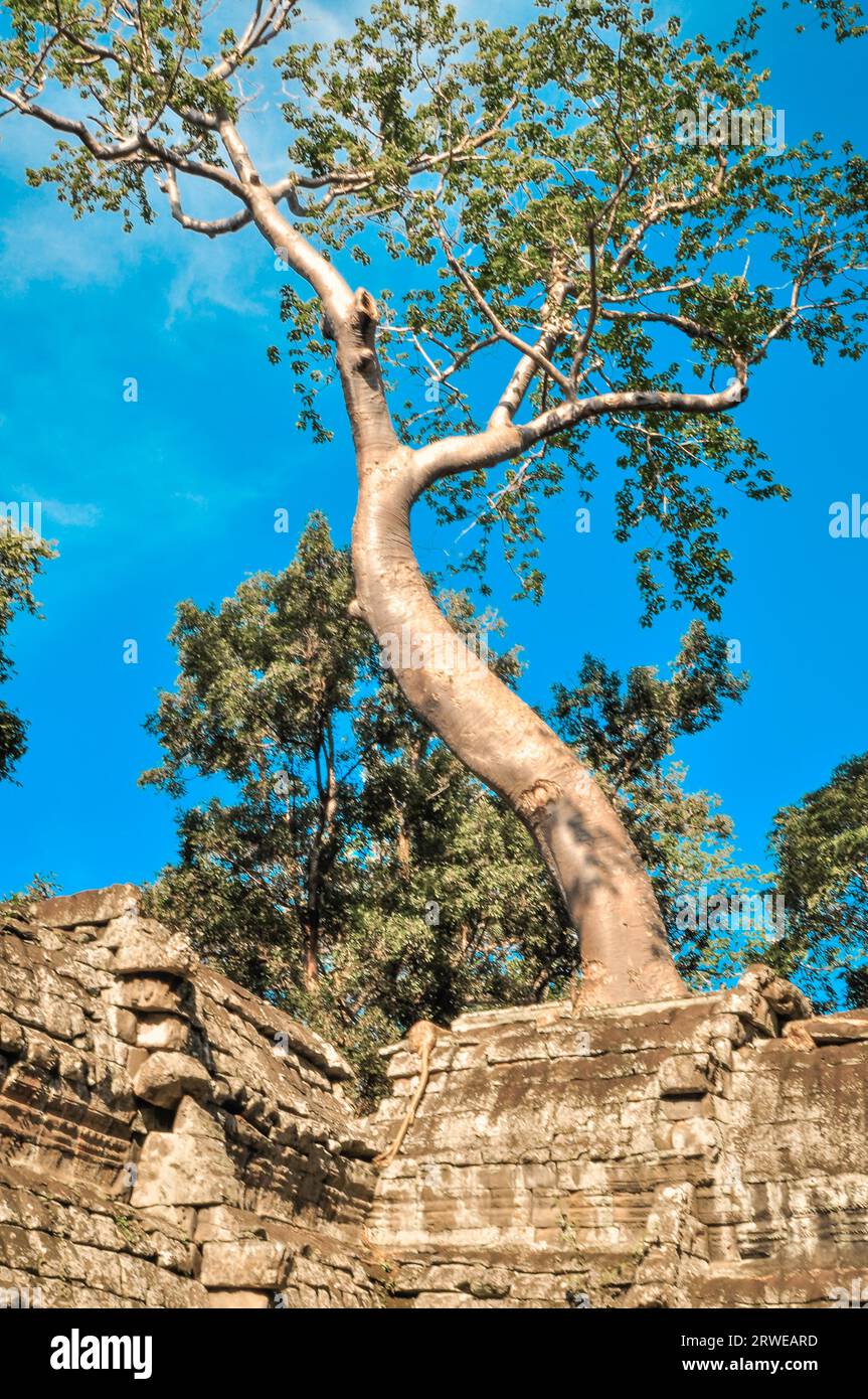 Giant tree covering Ta Prom and Angkor Wat temple, Siem Reap, Cambodia ...