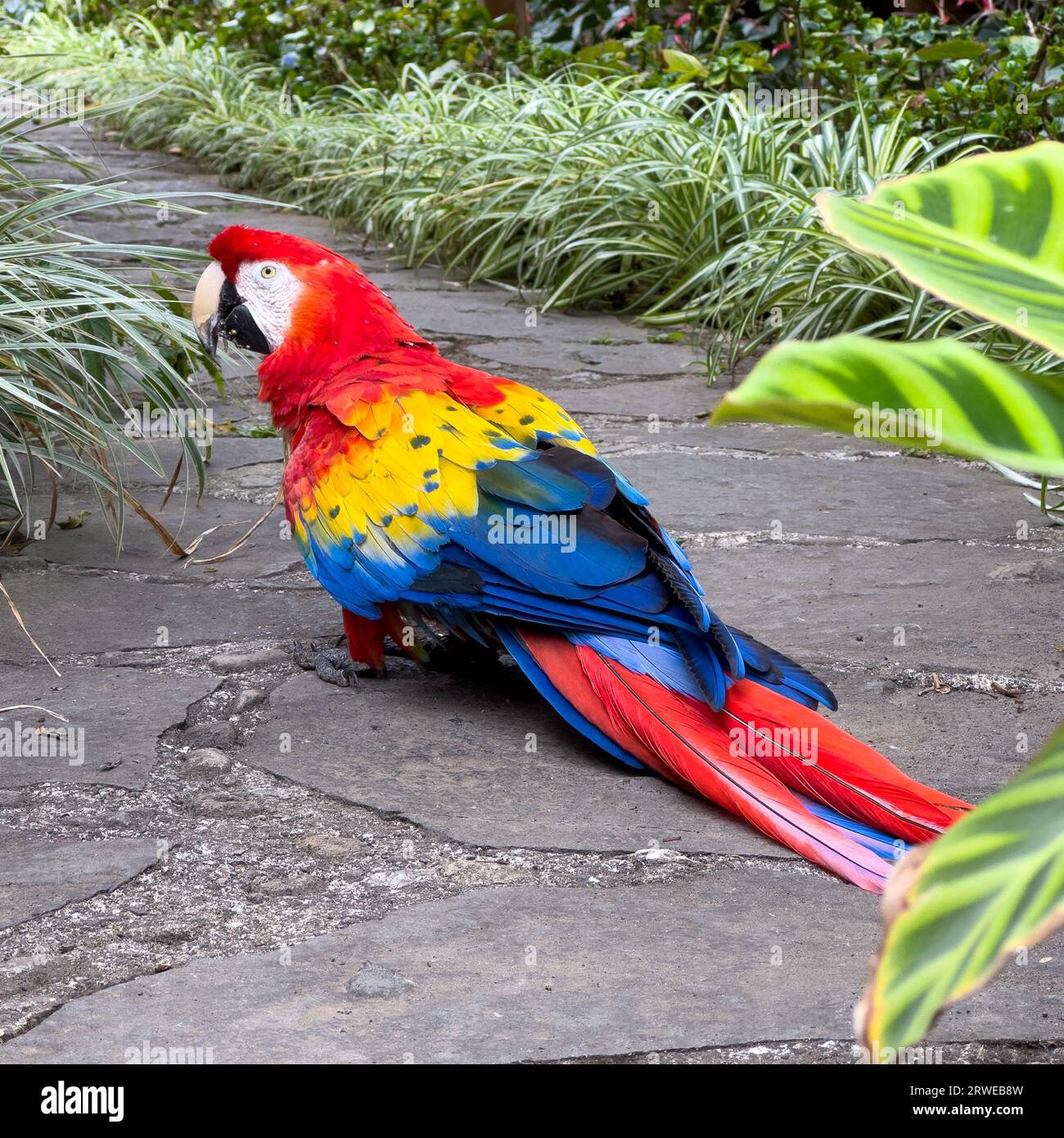 Scarlet macaw or Ara macao parrot in vivid red, yellow and blue colours ...
