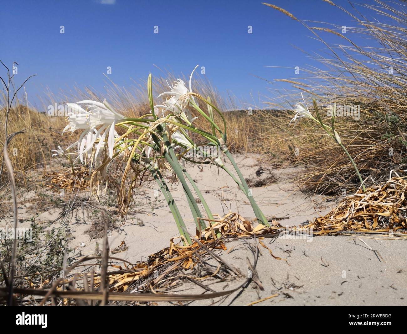 Sand Lily - Sea daffodil - Pancratium maritimum, wild plant blooming ...
