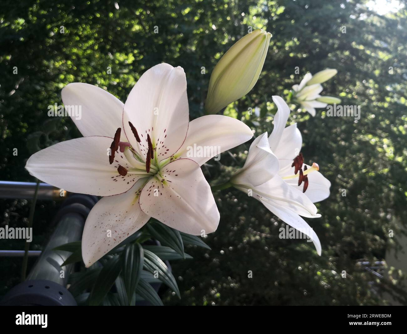 White Lily, Lilium candidum, the Madonna lily on balcony Stock Photo - Alamy