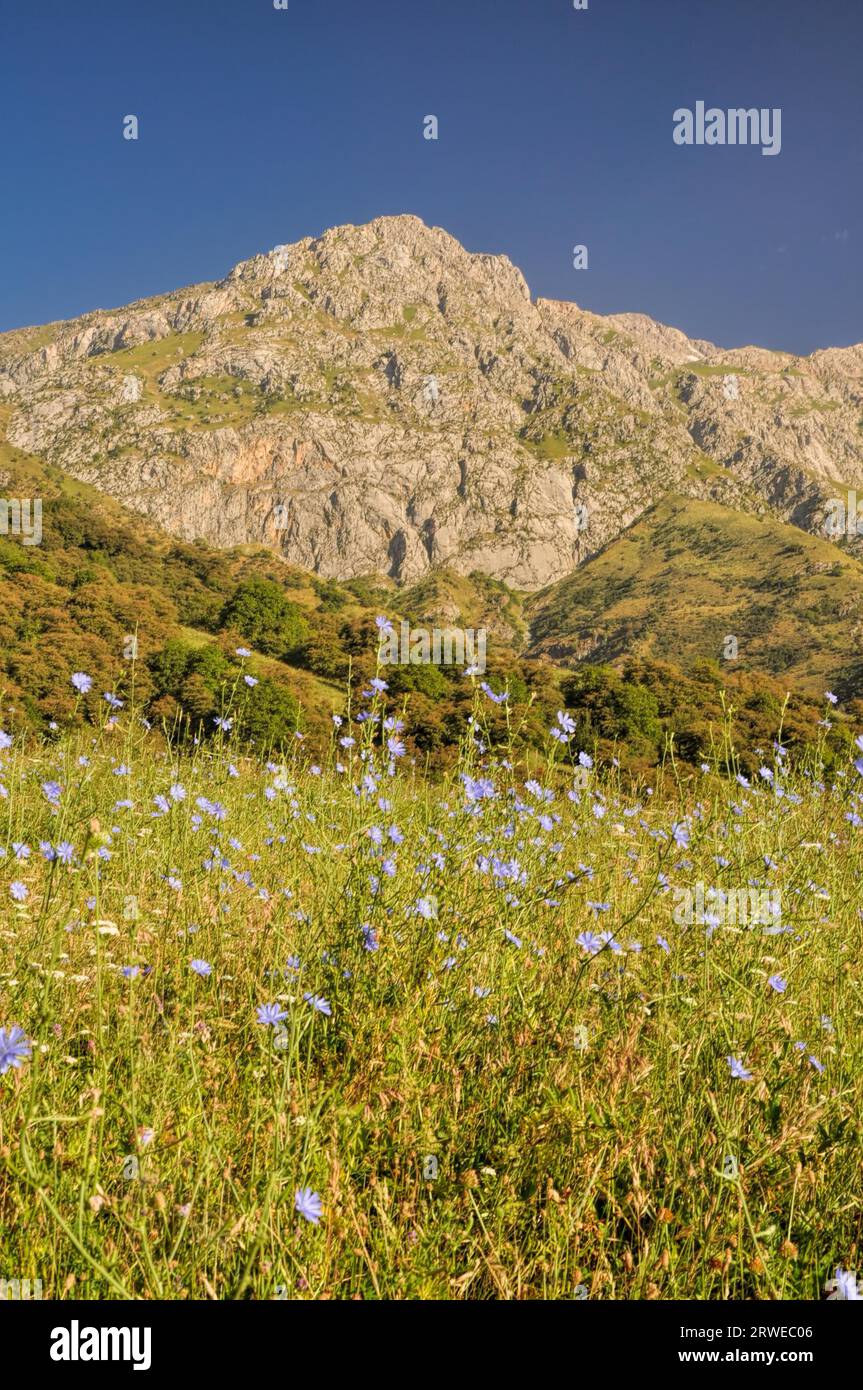 Flowering meadow and scenic peak in mountain range Tien-Shan in ...