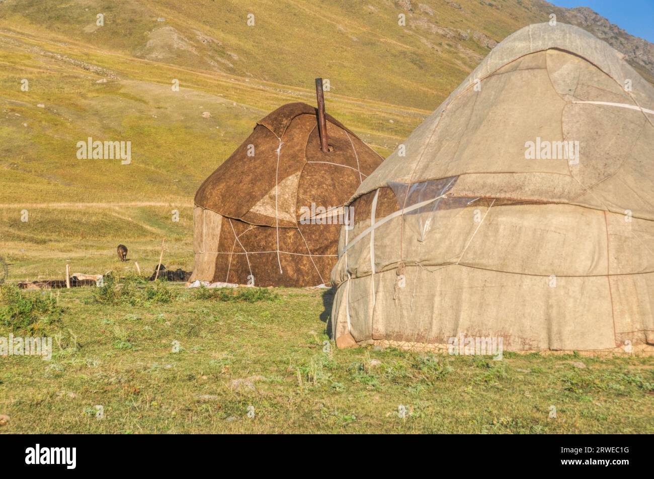 Nomadic settlements with yurts on green grasslands in Kyrgyzstan Stock ...