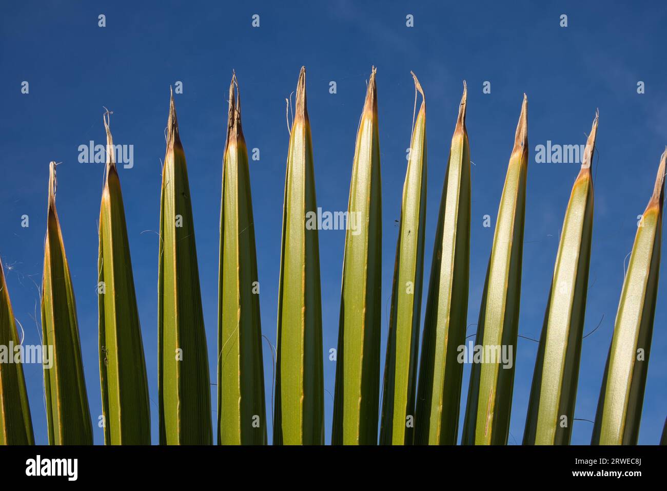 Washingtonia Robusta palm tree leaves against blue sky Stock Photo - Alamy