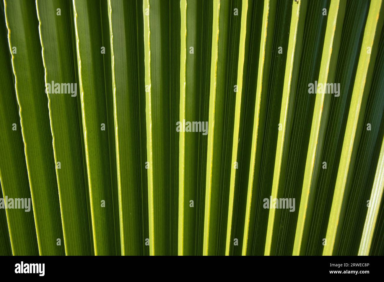 Washingtonia Robusta palm tree leaf lines Stock Photo - Alamy
