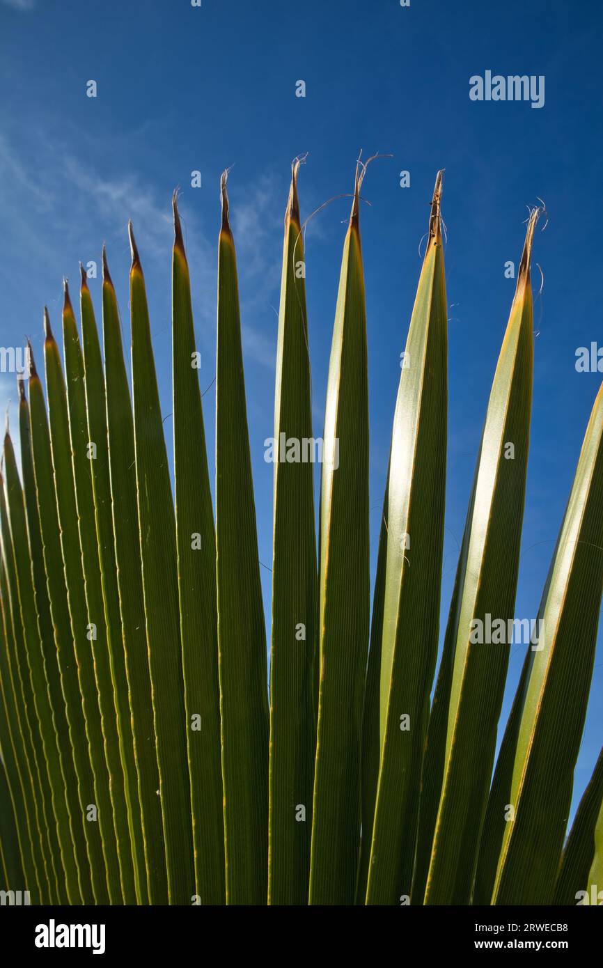 Washingtonia Robusta palm tree leaves against blue sky Stock Photo - Alamy
