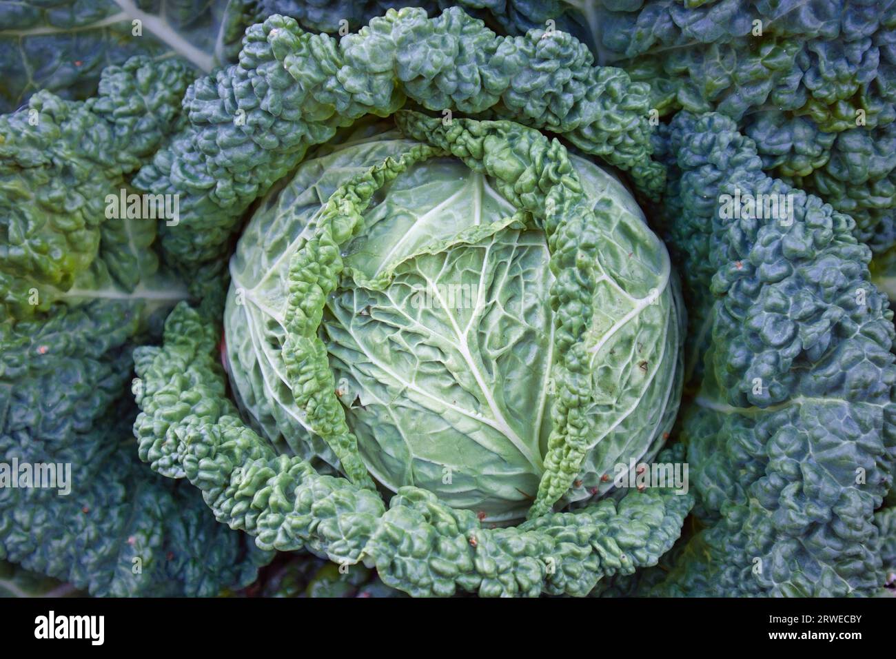 Savoy cabbage vegetable with crinkled leaves Stock Photo - Alamy