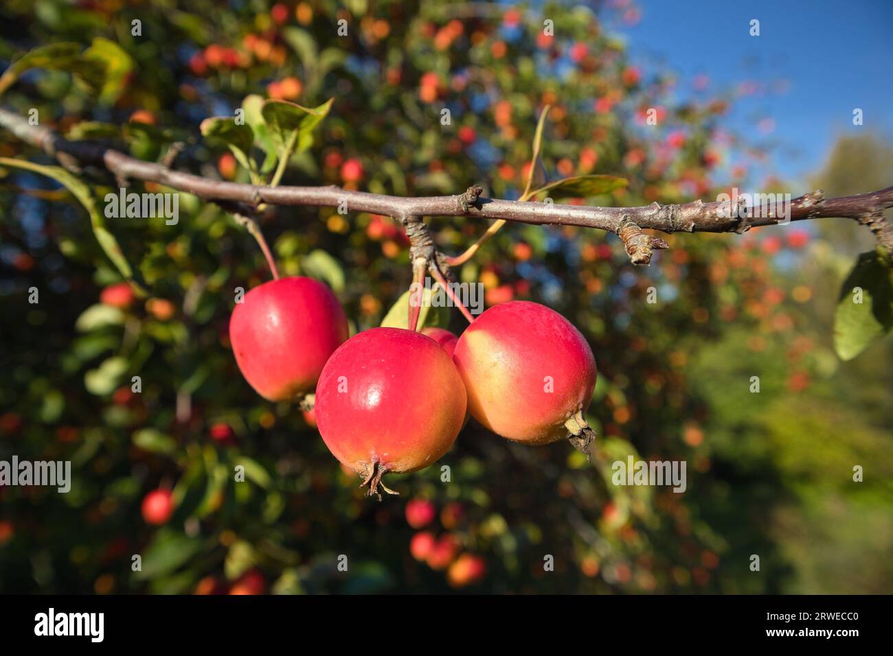 Red fruits from Malus sargentii, Sargent's apple, Sargent crabapple ...