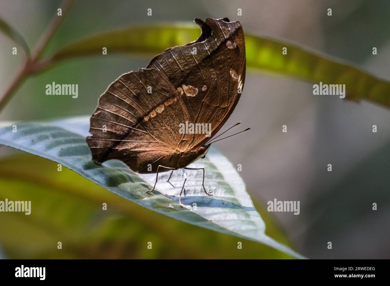 Amazon rain forest butterfly hi-res stock photography and images - Alamy