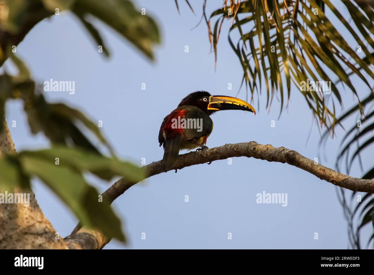Chestnut eared aracari sitting on a branch, Pantanal, Brazil Stock ...