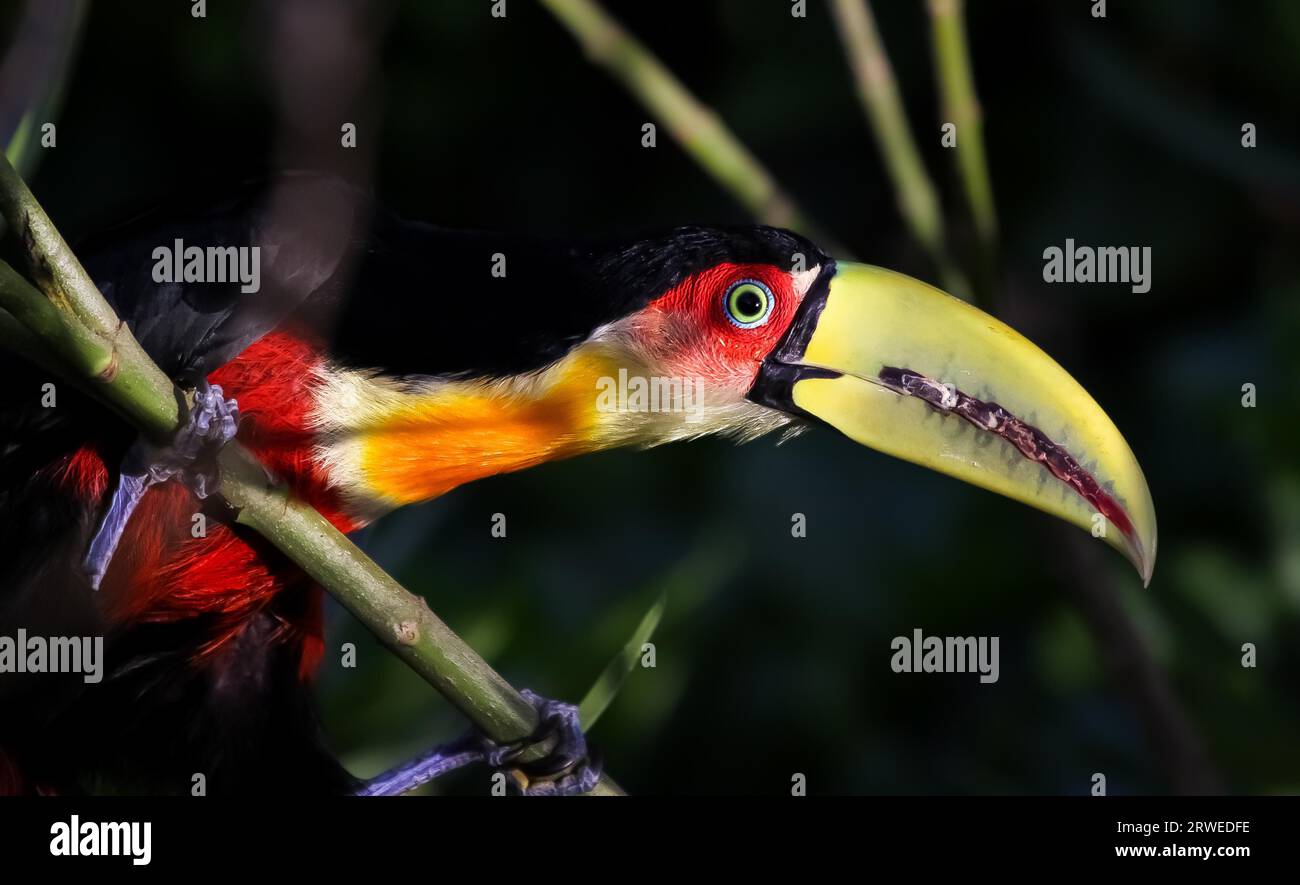 Looking out bushes hi-res stock photography and images - Alamy