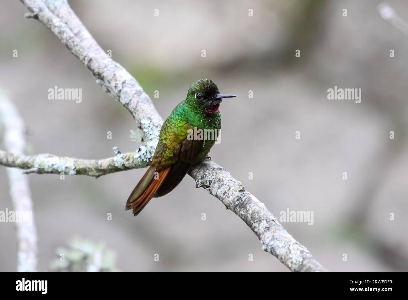 Brazilian ruby hummingbird hi-res stock photography and images - Alamy