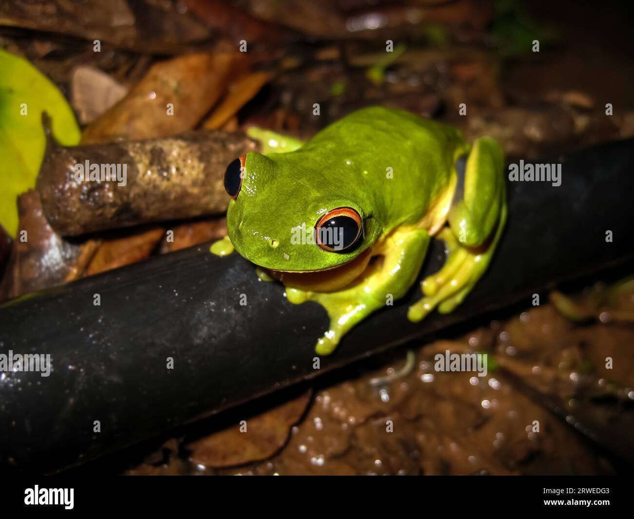 Red eyed tree frog sitting on a rotten tree branch in the rainforest ...