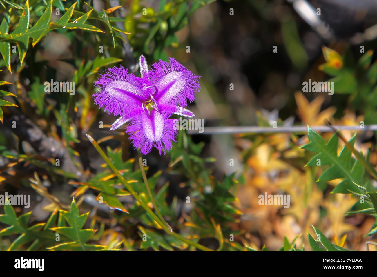 Fringe lily hi-res stock photography and images - Alamy