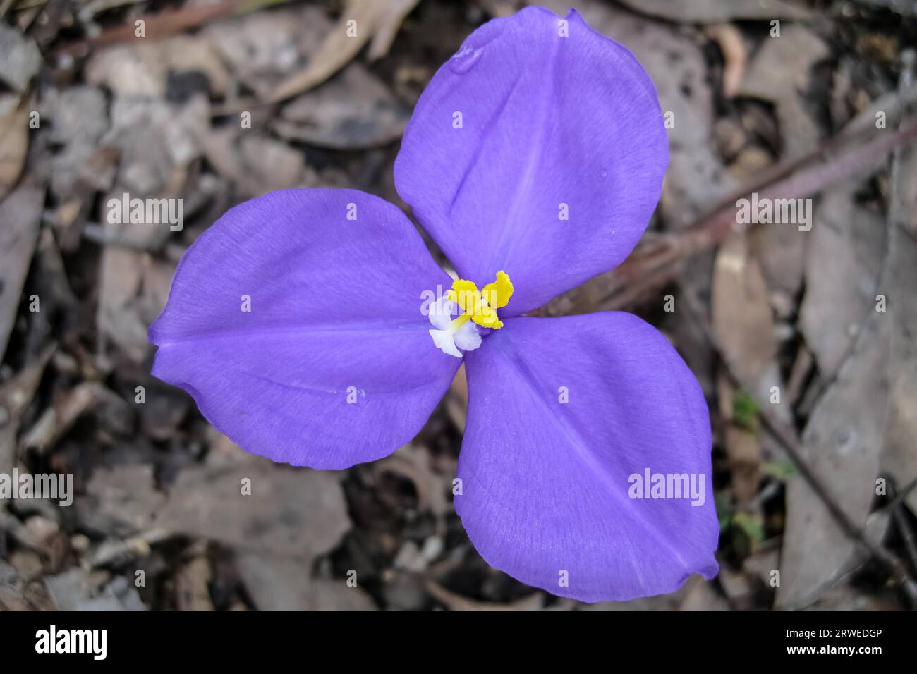 Flower of australia hi-res stock photography and images - Alamy