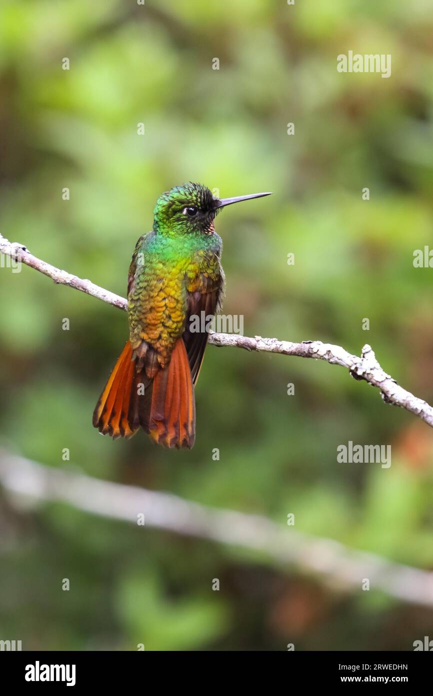 Brazilian ruby hummingbird hi-res stock photography and images - Alamy