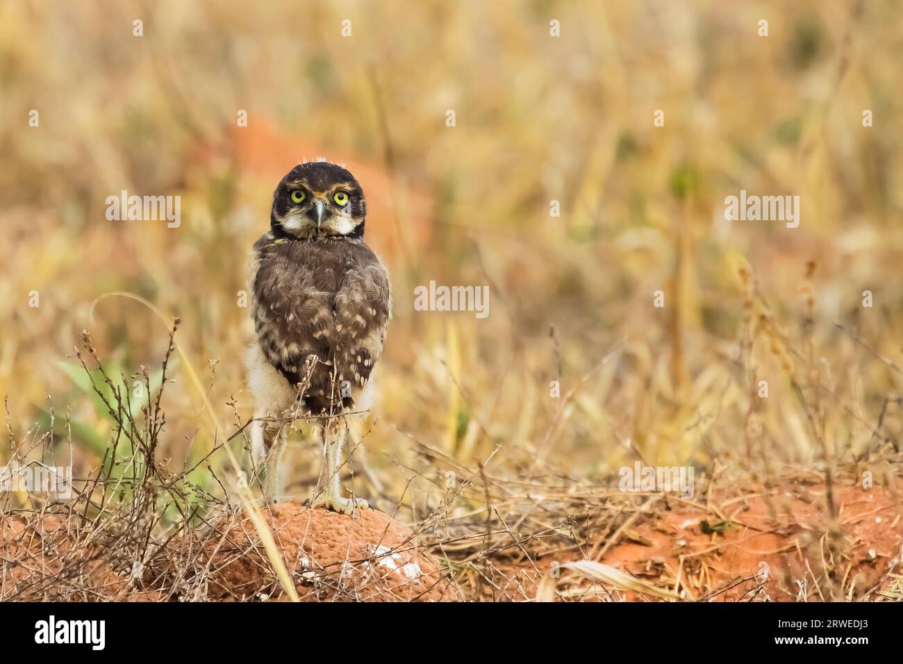 Burrowing owl photography hi-res stock photography and images - Alamy