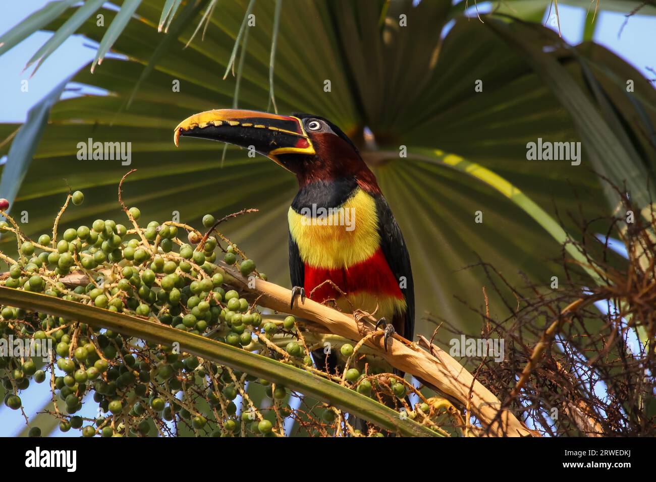 Chestnut eared aracari sitting in a Palm tree, Pantanal, Brazil Stock ...