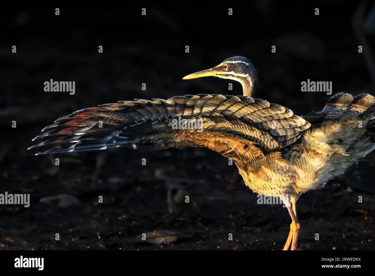 Sunbittern wing hi-res stock photography and images - Alamy
