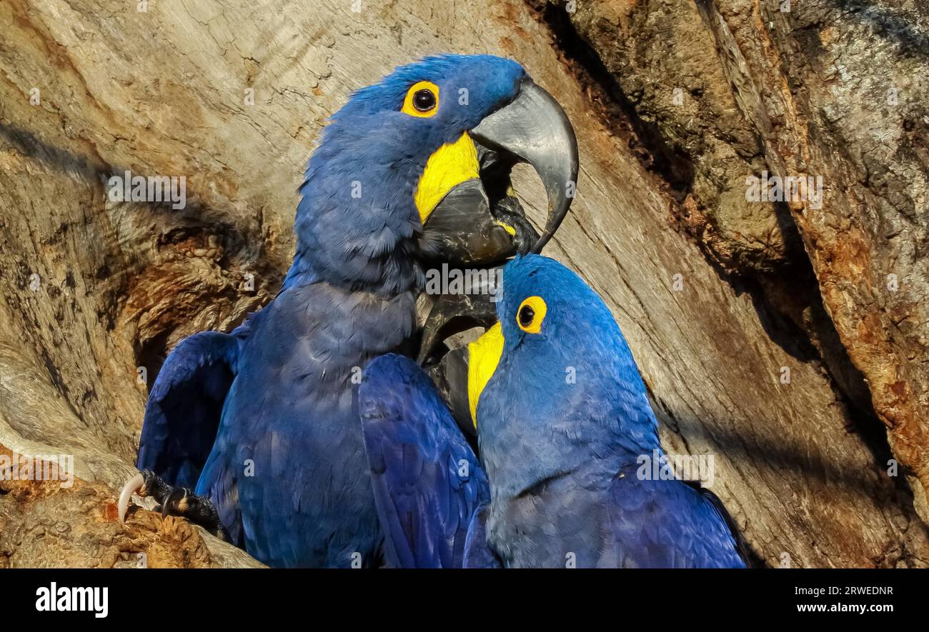 Hyacinth macaws in front of their breeding den in the Pantanal in ...