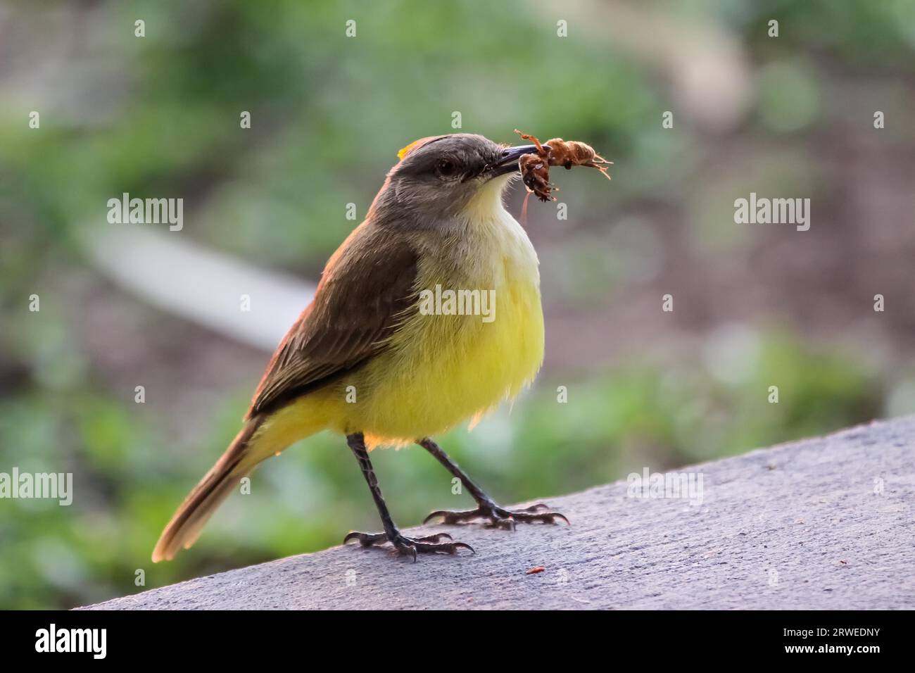 Cattle tyrant with insect prey in its beak, rare with red crest ...