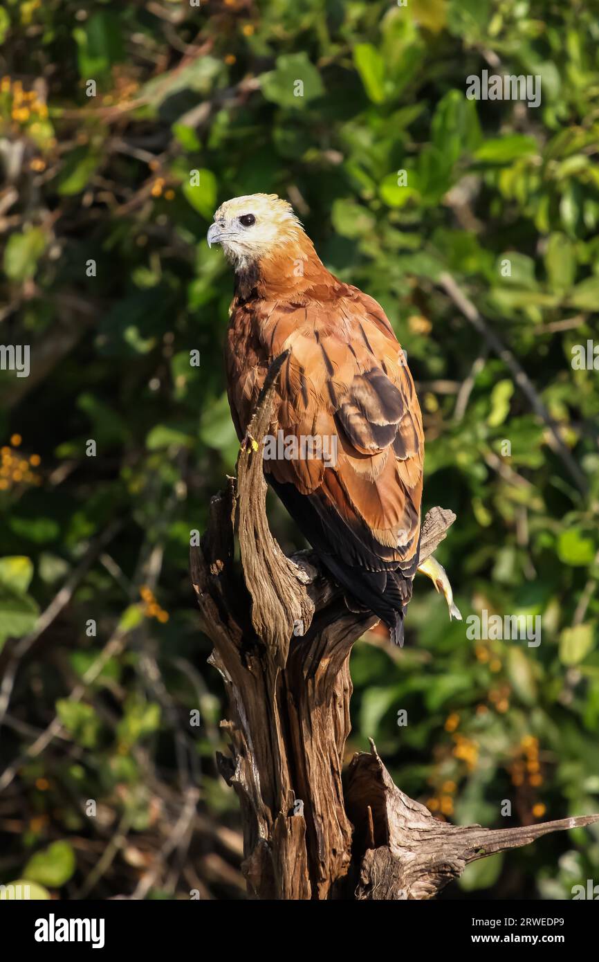Close up of a Black collared hawk sitting on a dead tree trunk ...