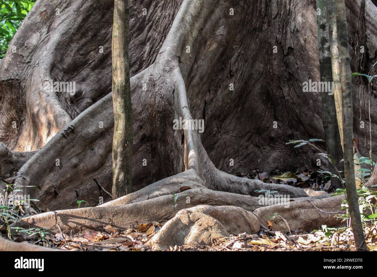 Close up of buttress roots of a rainforest tree, Amazon rainforest ...