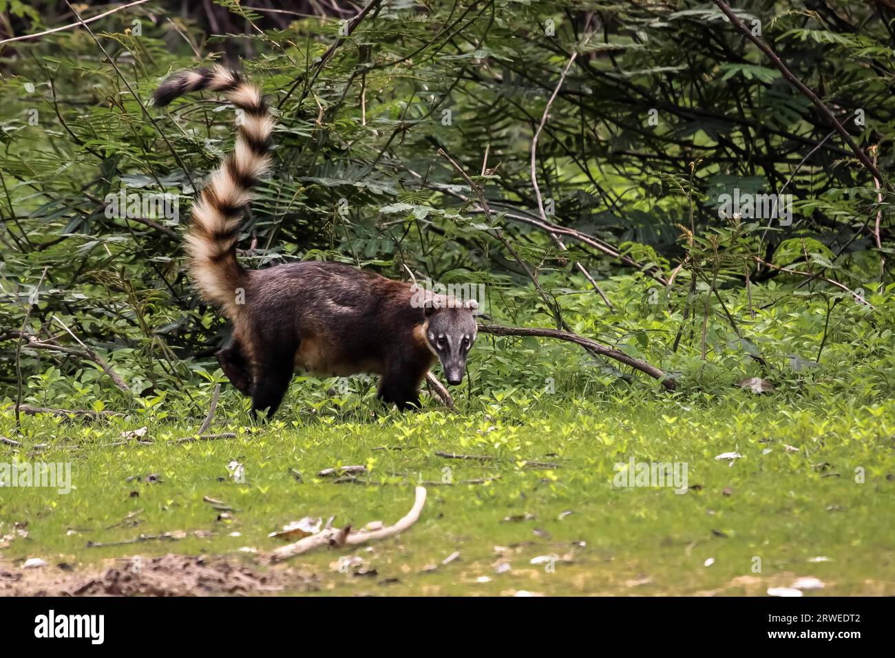 Coati walking at the riverbank with raised bushy tail, facing, Pantanal ...