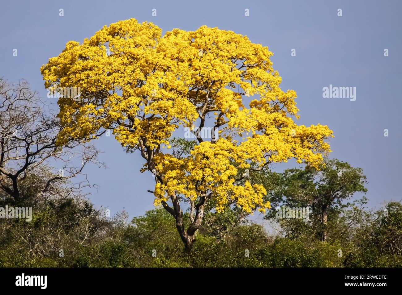 Yellow tabebuia (Tabebuia alba) or Yellow Ipe tree in full bloom ...