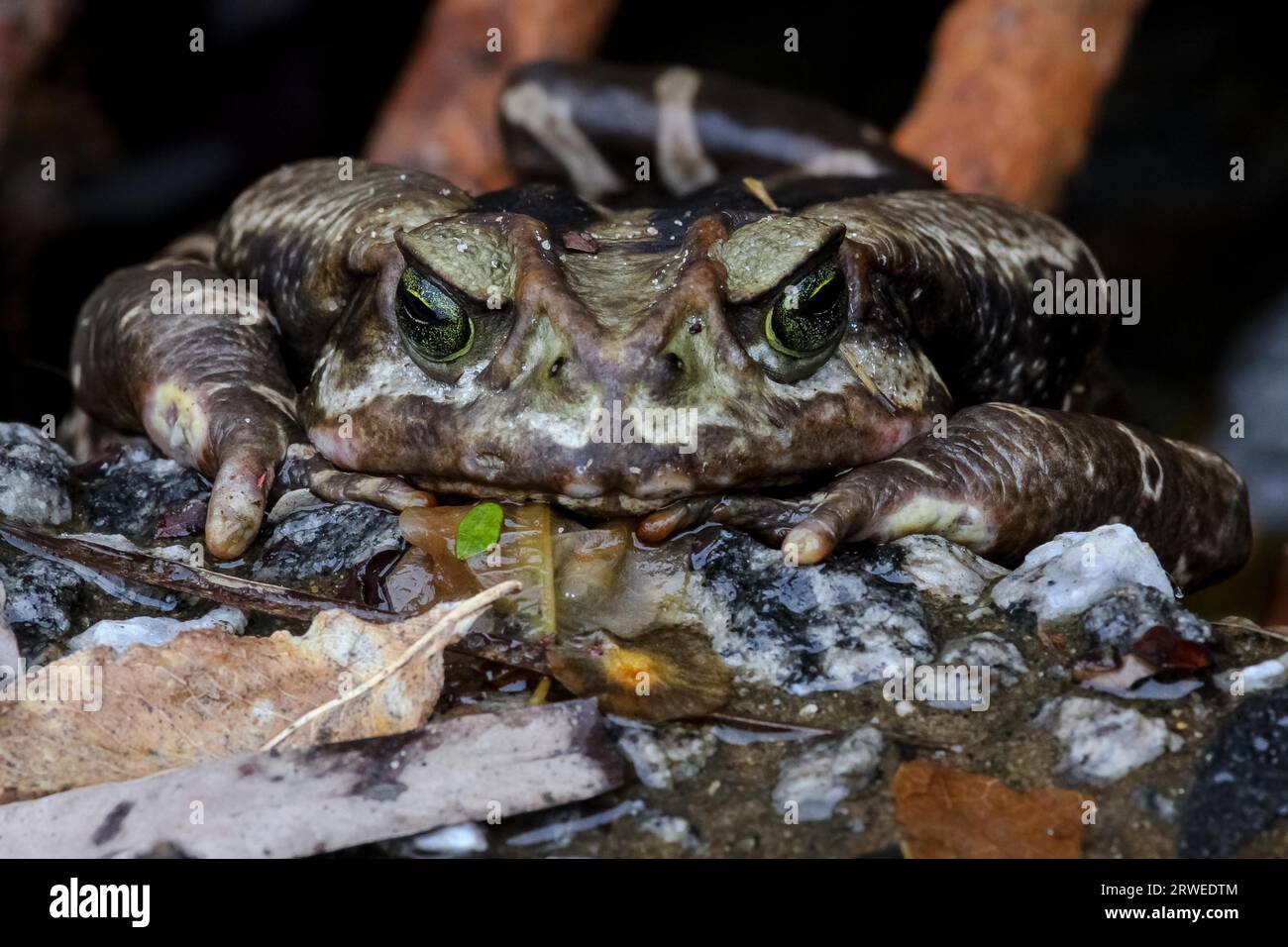 Rio cururu hi-res stock photography and images - Alamy