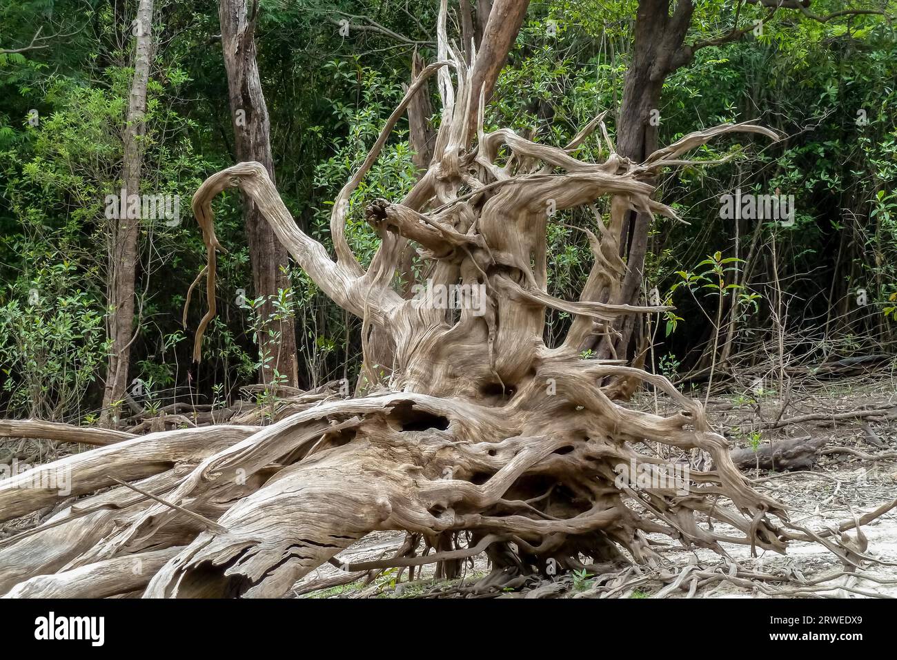 Big dead root of a rainforest tree at the riverbank, Amazon Rainforest ...