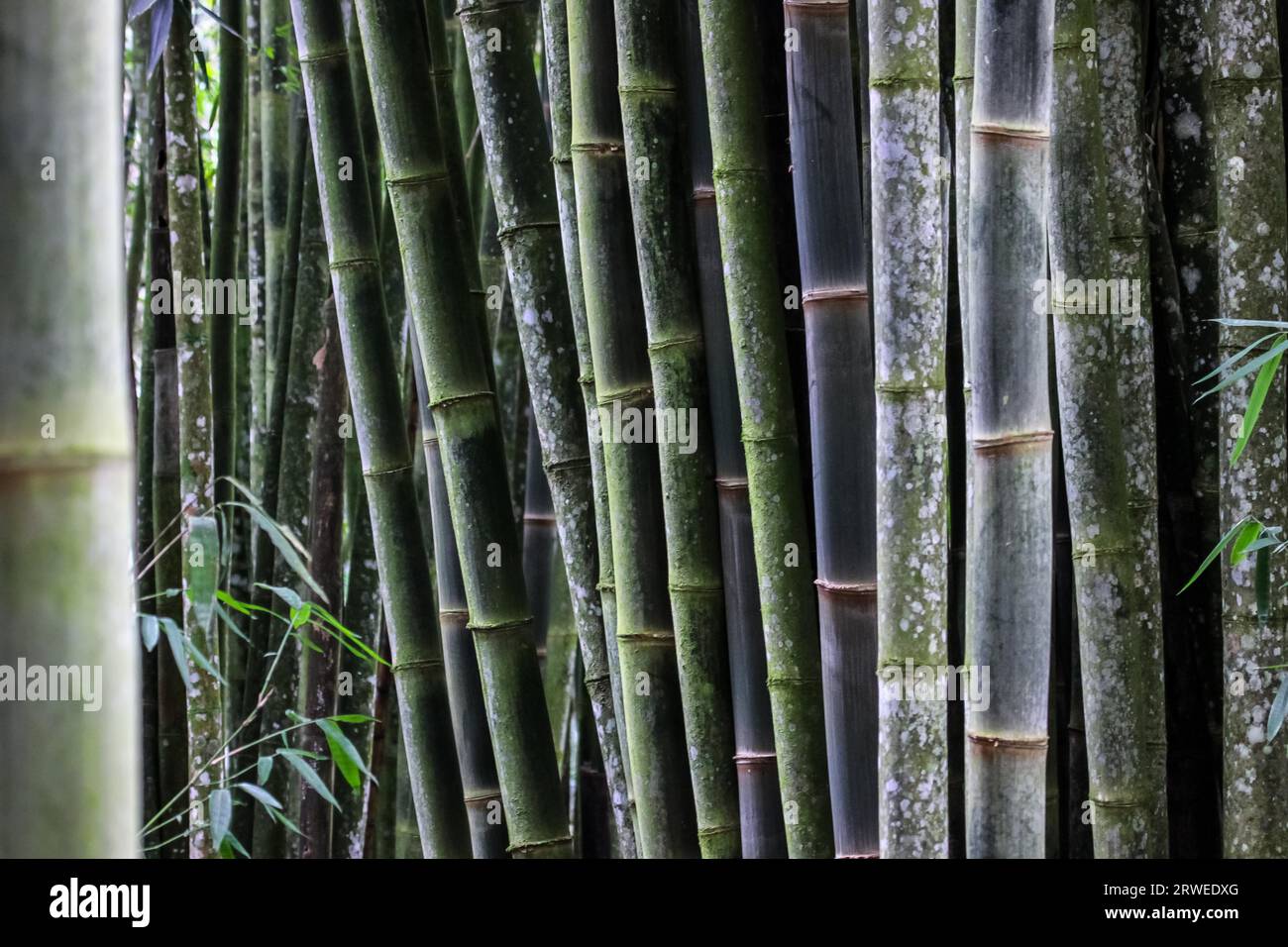 Bamboo forest background, Atlantic forest, Brazil Stock Photo - Alamy
