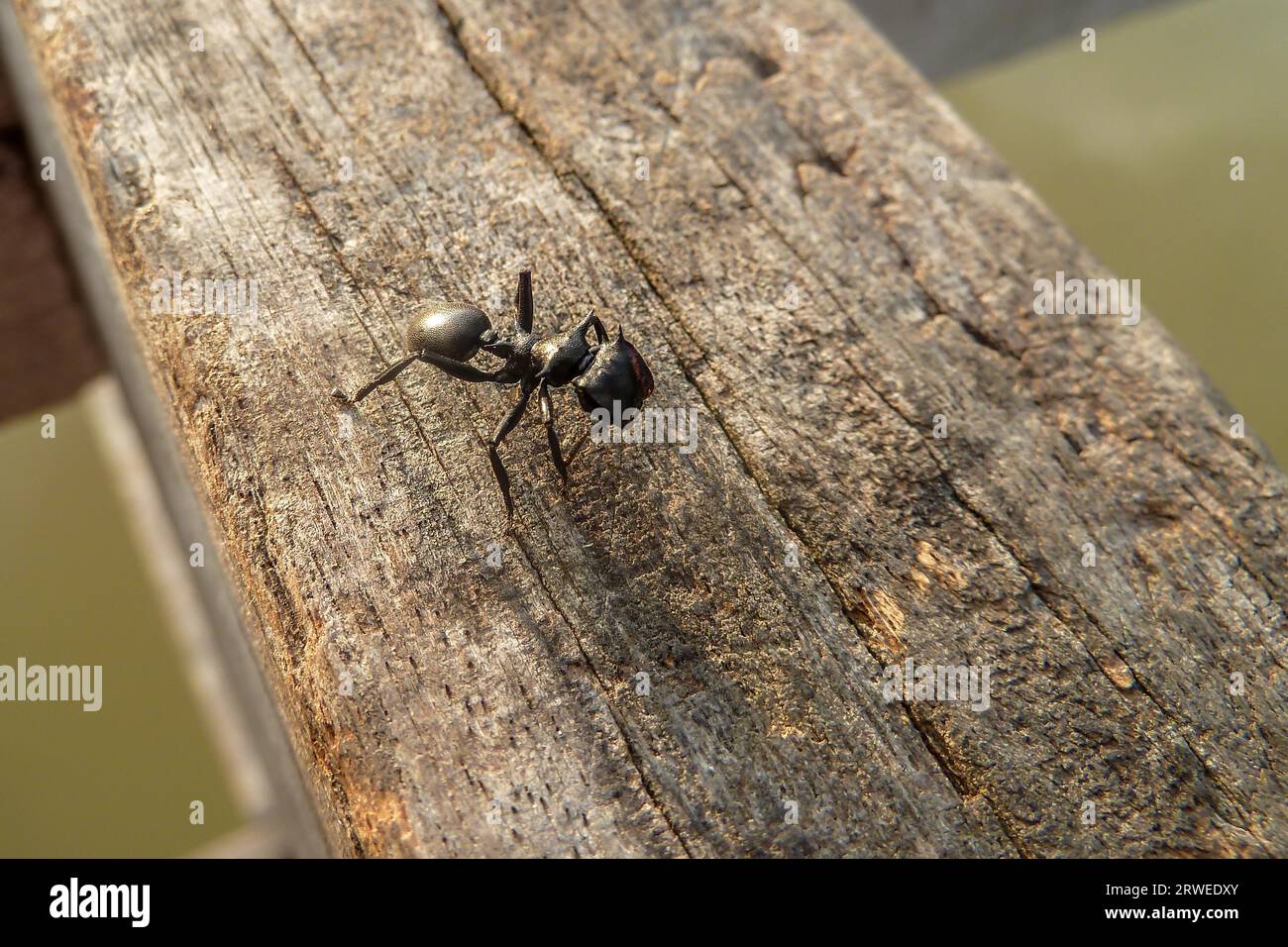 Small Black ant sitting on a wodden handrail, Pantanal, Brazil Stock ...