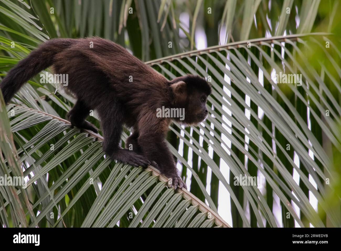 Brown capuchin climbing on a palm leaf, Atlantic forest, Itatiaia ...