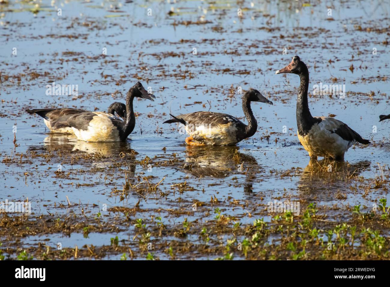 Family of Magpie goose at a billabong, Yellow Water, Kakadu National ...