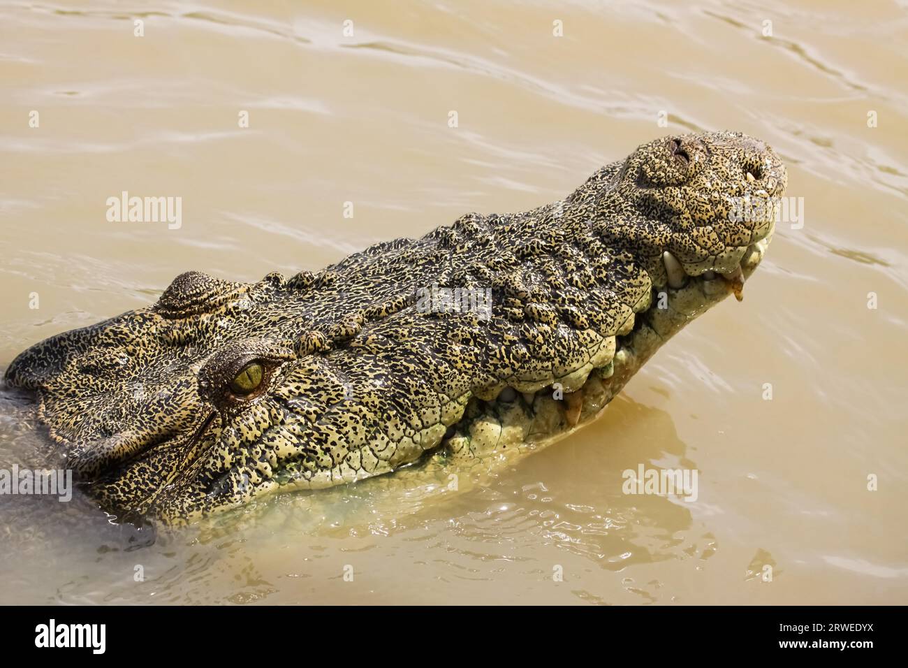 Close up of the head of a Saltwater crocodile floating on the river ...