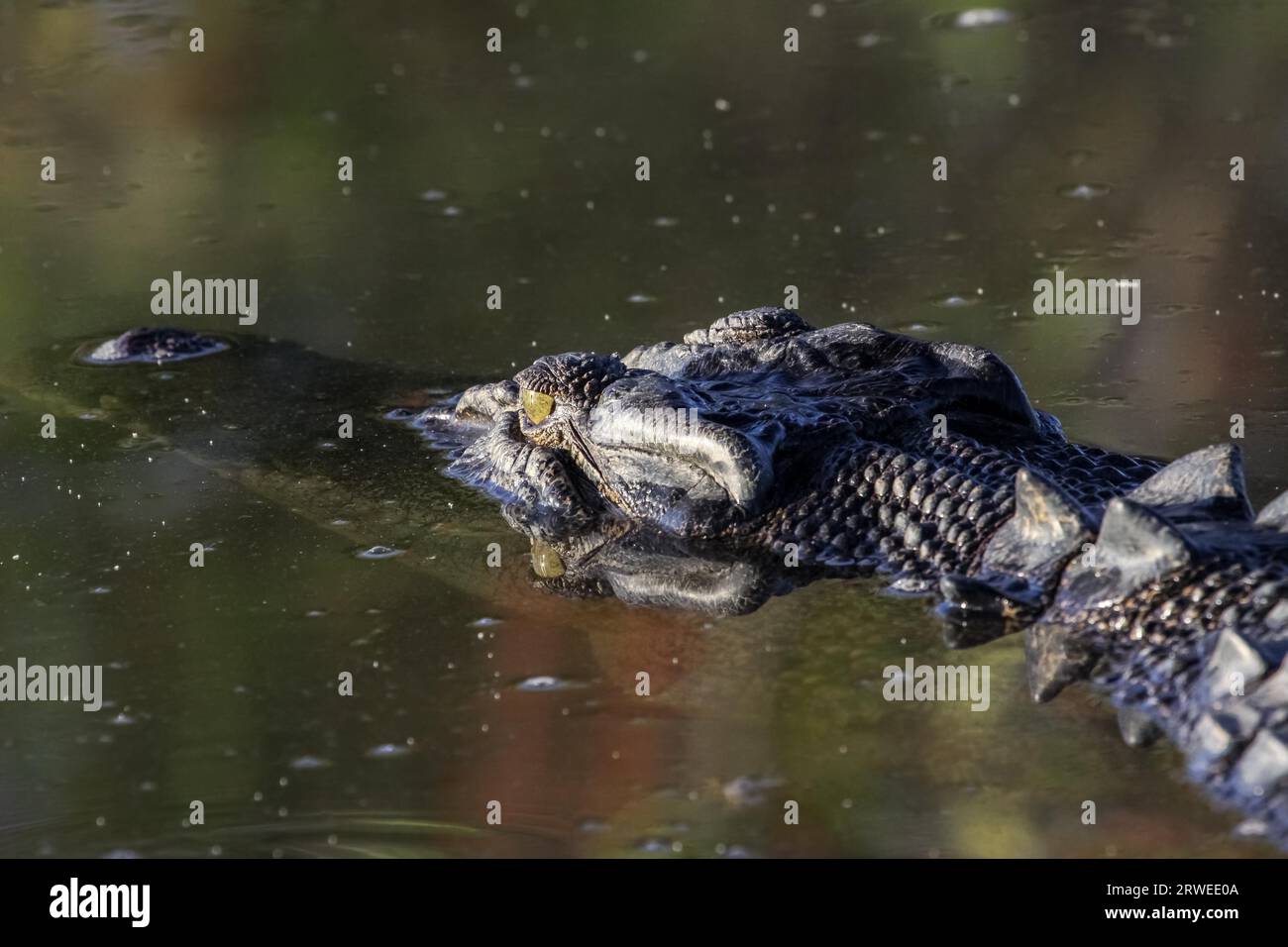 Close up of a Saltwater crocodile floating on the river surface, Yellow ...
