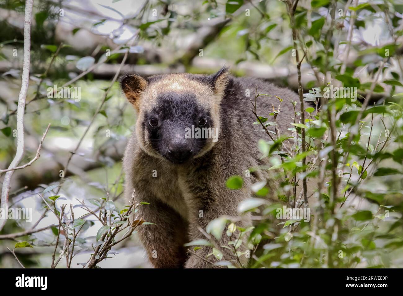 Close up of a very rare Lumholtz tree kangaroo climbing up a tree in ...