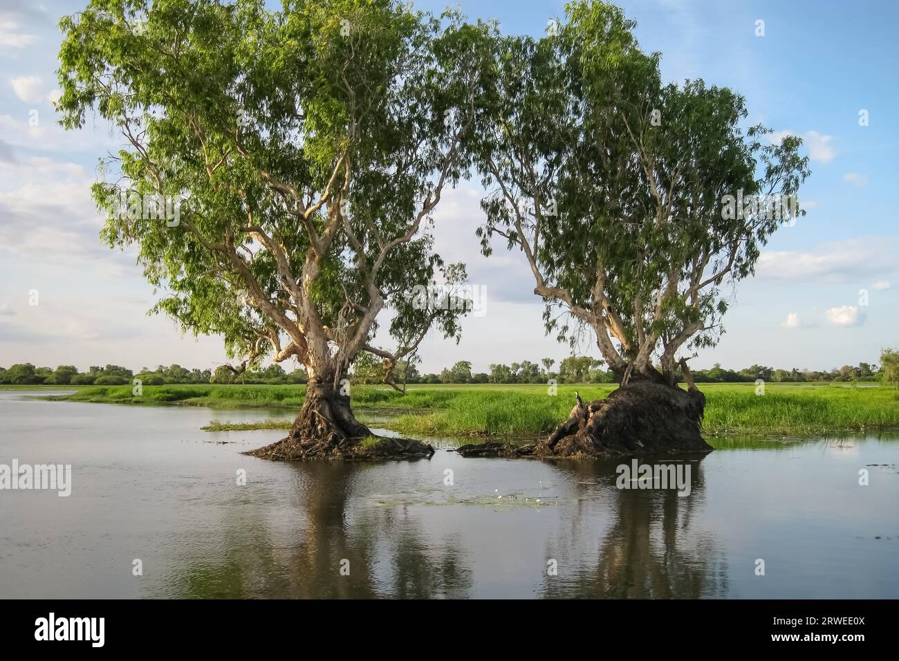 Evening mood with Paperbark trees reflecting in the glassy billabong ...
