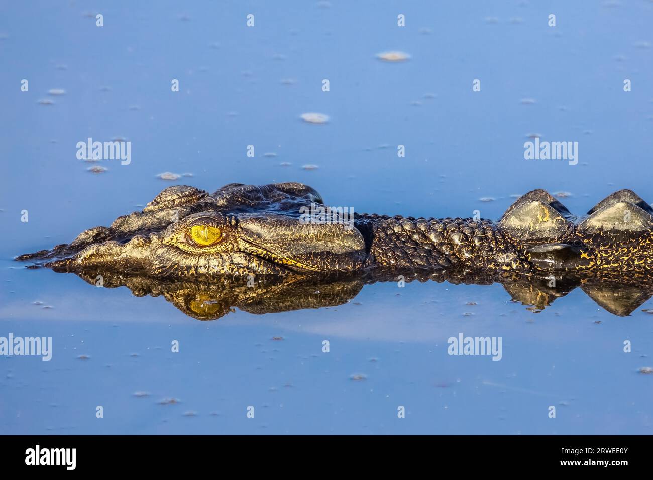 Saltwater crocodile floating on the river surface, Yellow Water, Kakadu ...