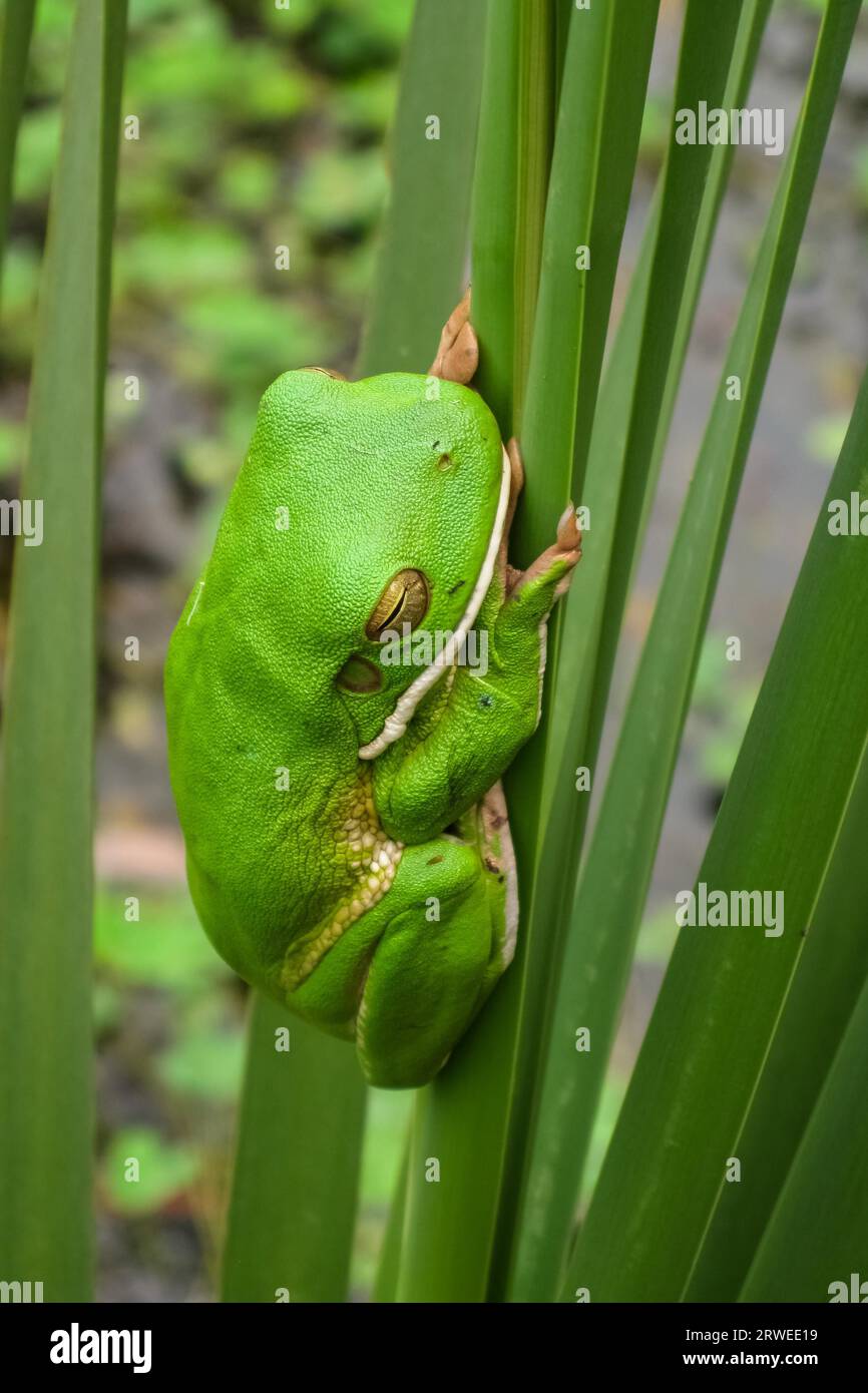 Close up of a White lipped tree frog on palm leaf, Mareeba Wetlands ...