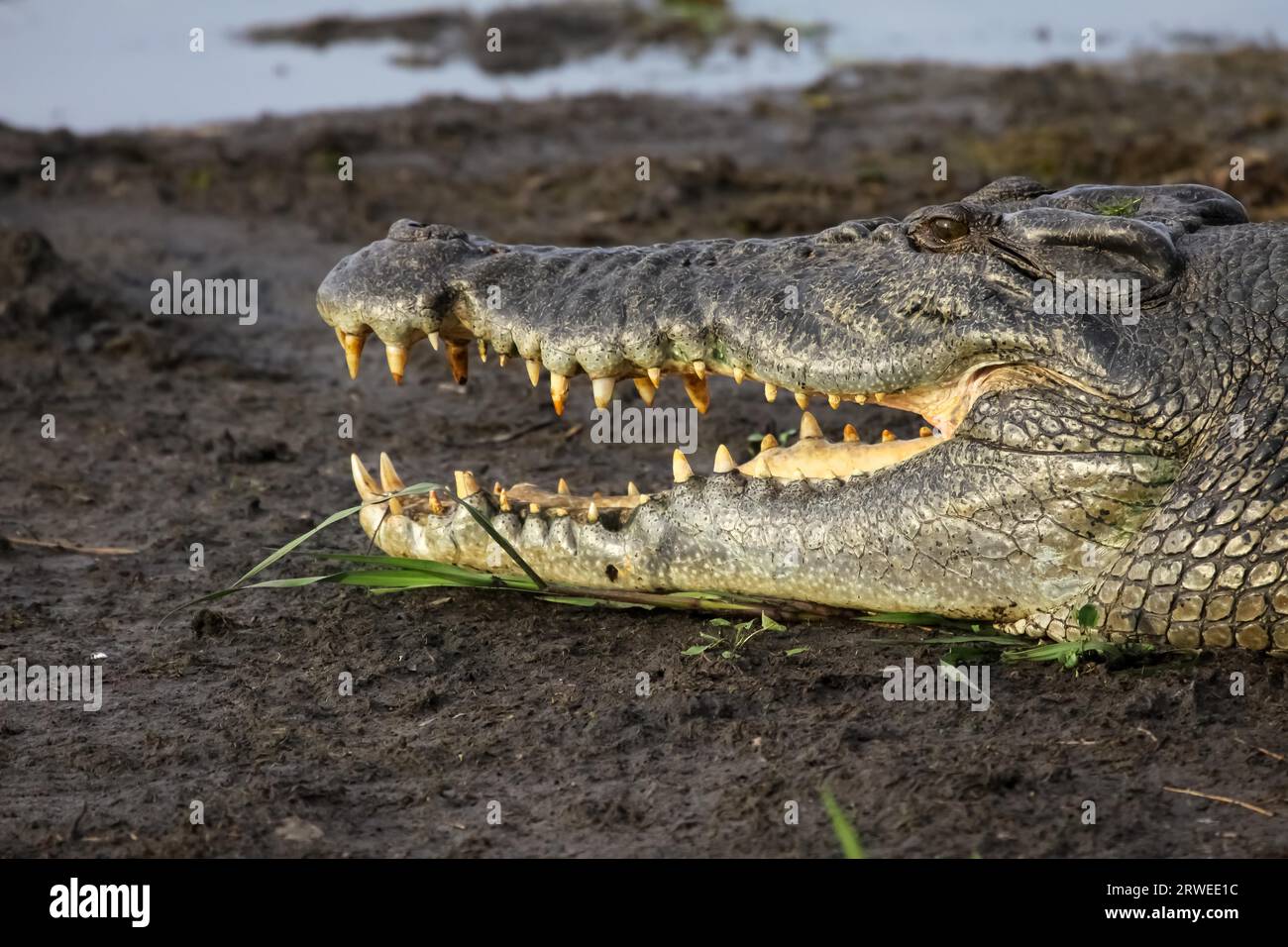 Profile of a Saltwater crocodile with open mouth on the riverbank ...