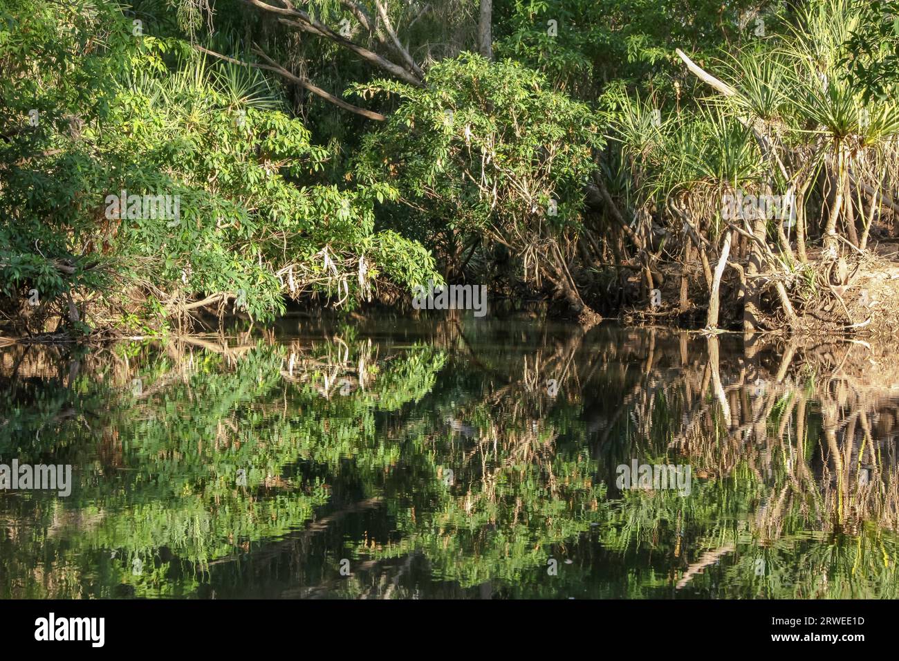 Tropical vegetation reflecting in the water, Mataranka, Northern ...