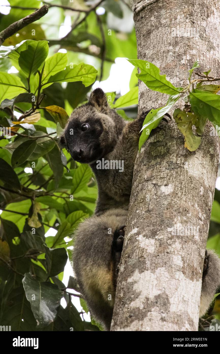 Very rare Lumholtz tree kangaroo climbing up a tree in the rainforest ...