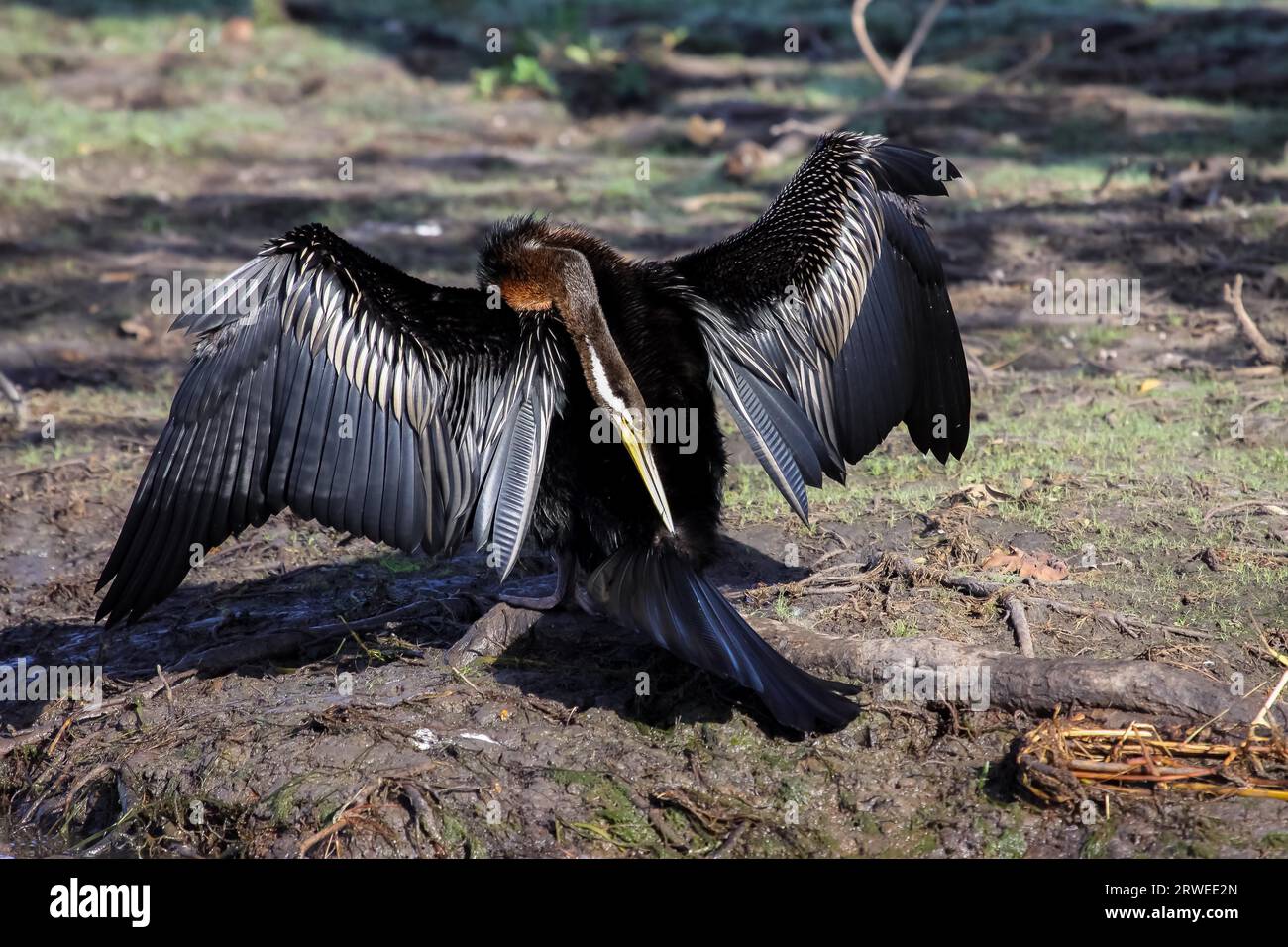 Australian darter drying its wings, Yellow Water, Kakadu National Park ...