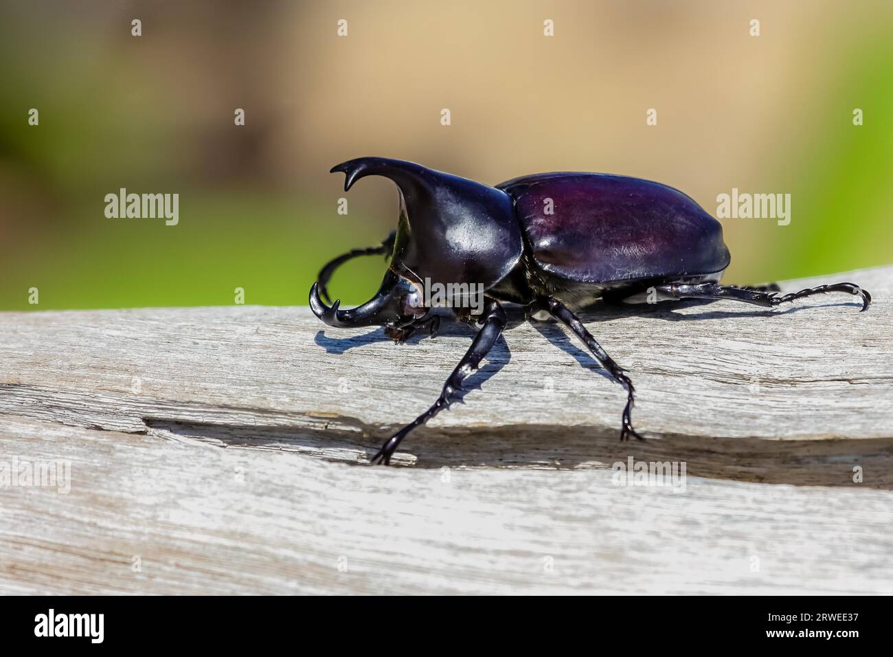 Close up of an Rhinoceros beetle, Paluma Range National Park ...
