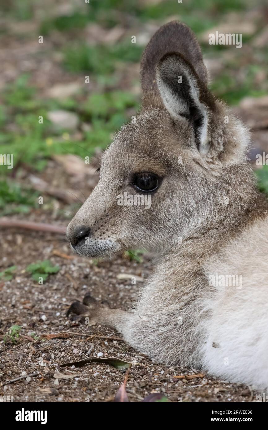 Close up of an Eastern grey kangaroo, profile, Girraween National Park ...